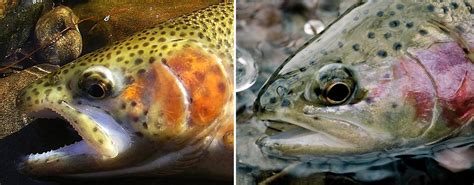 Trout Female And Male At Ben Vincent Blog
