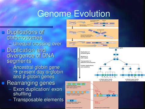Dna Technology And Genomics Ppt Download