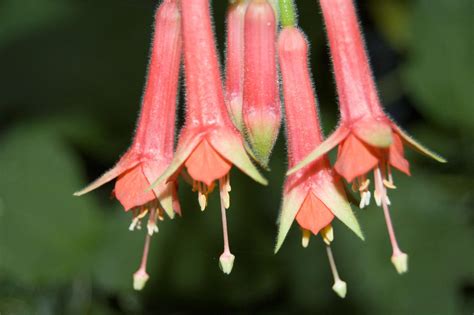 Fuchsia Speciosa Secret Garden Growers