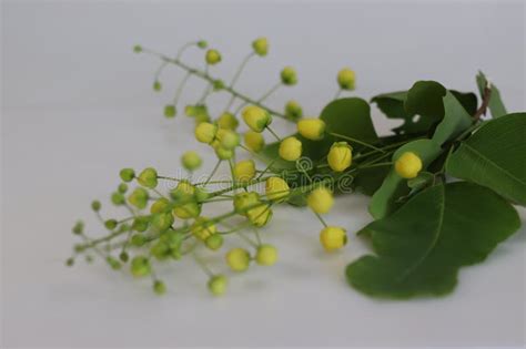 Cassia Fistula Flower Also Known As The Golden Shower Or Indian