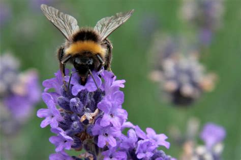 Cross Pollination Vs Self Pollination Difference And Comparison Diffen