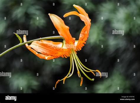 Close Up Of Bright Orange Tiger Lily Flower Lilium Tigrinum Stock