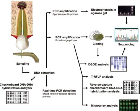 Different Molecular Techniques That Can Be Used To Identify The Diverse Download Scientific