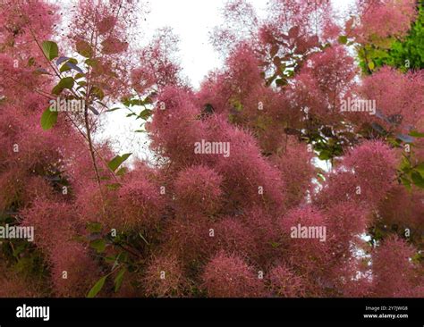Smoke Bush Cotinus Coggygria Shrub Thats Also Commonly Known As Royal