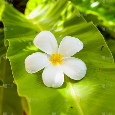 赤素馨花 叶子 仅一朵花 自然 留白 芳香的 无人 蓝色 香水 健康