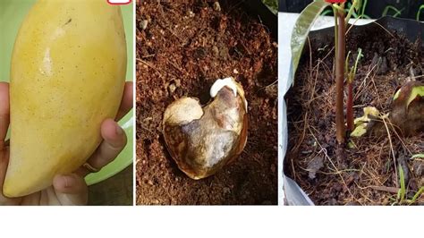Growing Mango From Seed การเพาะเมล็ดมะม่วง งอกง่าย งอกเร็ว Youtube