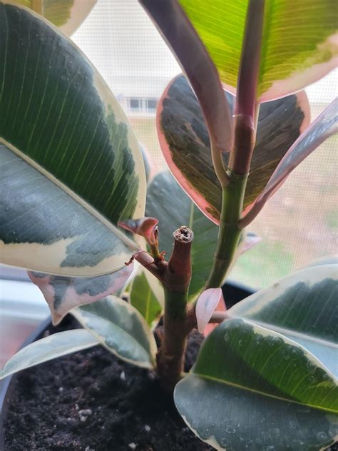 Dead Stem Rhouseplants