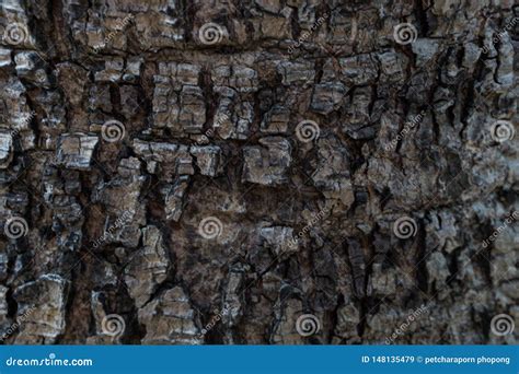 Tree Bark Background Textur Stock Image Image Of Isolated Detail
