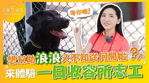 想幫助浪浪又不知從何開始嗎？帶你體驗「一日動物收容所志工」｜太報6起來 Youtube
