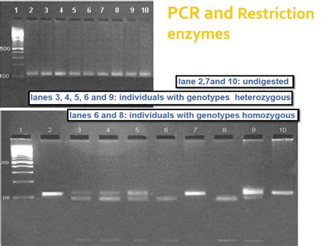 PPT Lab 7 Restriction Enzymes PowerPoint Presentation Free Download ID 5065387
