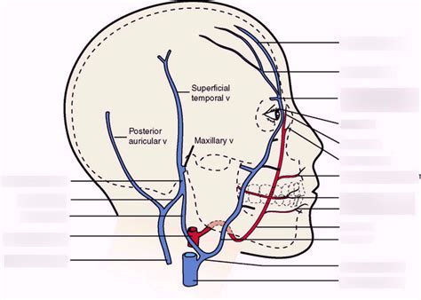Supratrochlear Vein