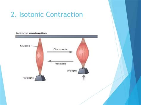 Types Of Skeletal Muscle Fibers Motor Unit Isotonic And Isometric Contraction Pptx
