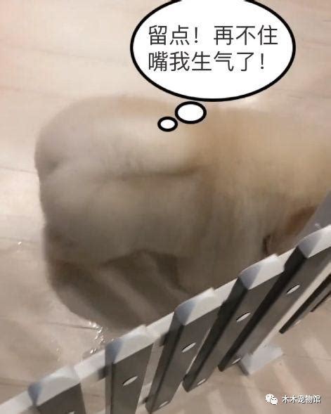 小狗隔著欄杆看松獅吃飯小狗畫個圈圈詛咒你也不給我留點 每日頭條