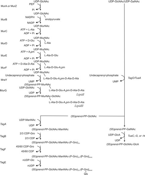 Figure 3 From The Cell Wall Of Bacillus Subtilis Semantic Scholar