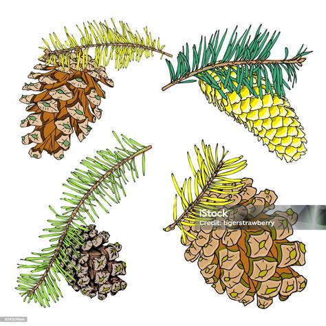수채화의 그린 및 손으로 그려진된 맺은 침 엽 수 Pinecone 소나무 가문비나무 삼나무 크리스마스에 대 한 디자인 모방입니다