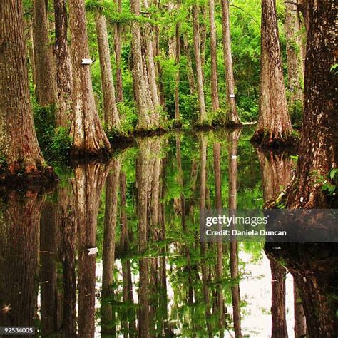 Cypress Garden Swamp Photos And Premium High Res Pictures Getty Images