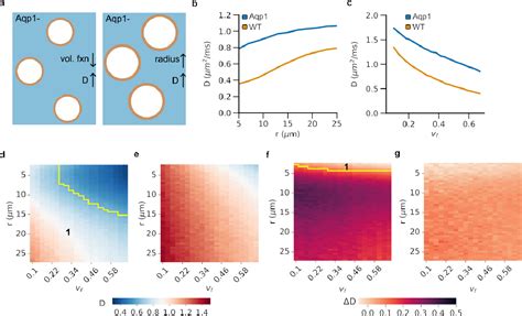 Figure 2 From Molecular Imaging With Aquaporin Based Reporter Genes Quantitative Considerations