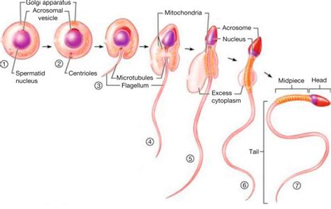 The Sperm Cell Spermiogenesis Magapor