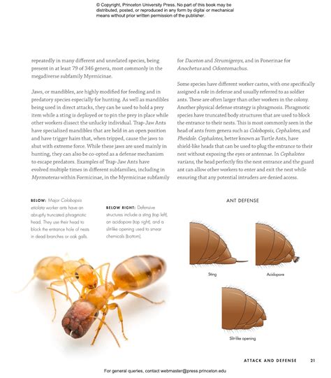 Ants A Visual Guide Veldshop Nl