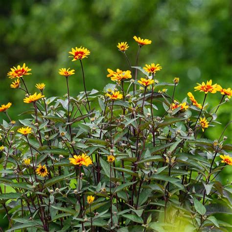 Burning Hearts Heliopsis | Shop Perennials | Spring Hill