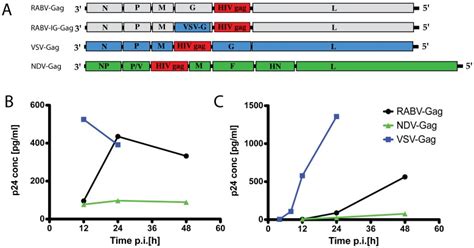 A The Genomes Of Different Recombinant Vectors Expressing Hiv 1 Gag