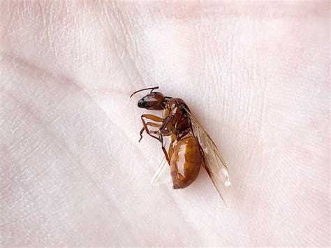 Aarons Camponotus Castaneus Journal Updated 21121 Ant Keeping