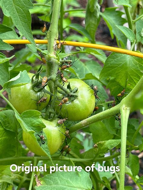 Update From Nymph Bug Treatment R Gardening