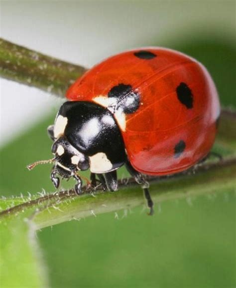 The Colorful World Of Ladybugs Watch Vide For Amazing Facts Ladybird