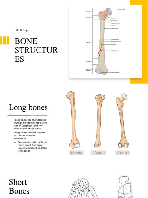 Bone Structures Pdf