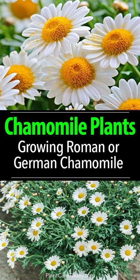 Chamomile Plant Care Growing Roman Or German Chamomile Flowers Artofit