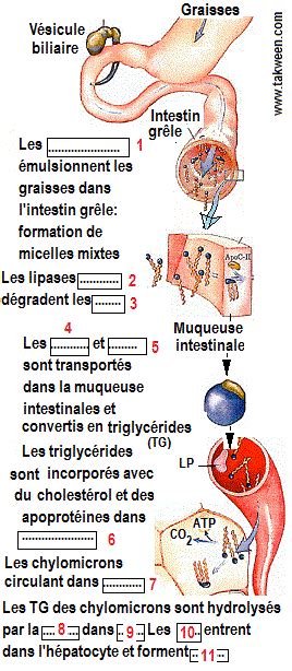 Acides Gras Métabolisme Qcm