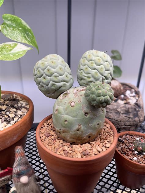 Will My Tephrocactus Cladode Grow R Cactus