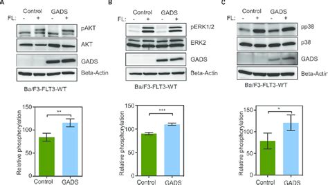 Gads Expression Enhances Flt3 Induced Signaling Ac Baf3 Flt3empty Download Scientific