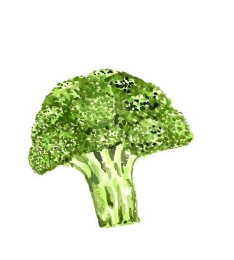ブロッコリーとカリフラワーの違い徹底解説！栄養から活用方法まで丸わかり 高齢者の食卓