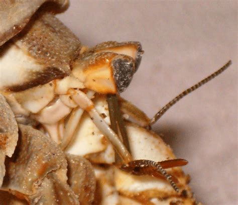 Coenobita Antennae The Crab Street Journal