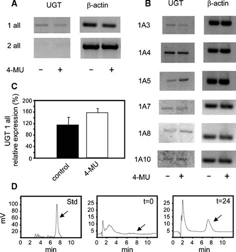 Expression Of Ugts In Aosmcs A Rt Pcr Analysis Of Ugt Transcripts By