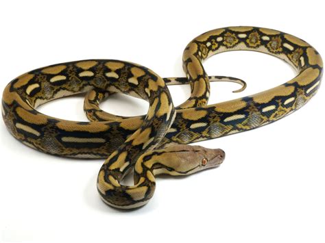 Tiger 100 Het Renick Ghost Reticulated Python By New England Reptile
