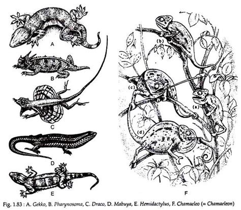 Class Reptilia Examples