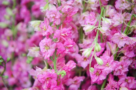 Pink Delphinium Flowers Close Up Stock Image Image Of Feminine