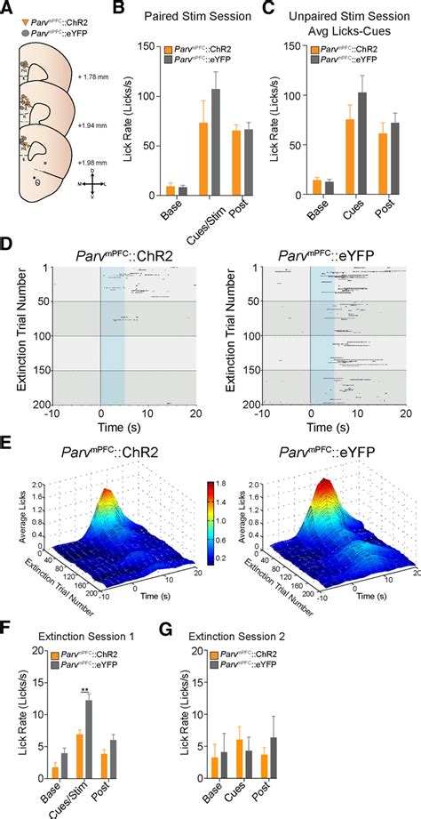 Photostimulation Of PV Interneurons Within The MPFC During CS