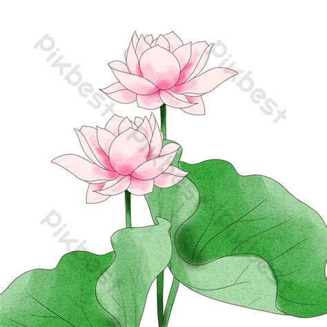 수채화 로터스 여름 손으로 그린 일러스트 Png Psd 무료 다운로드 Pikbest