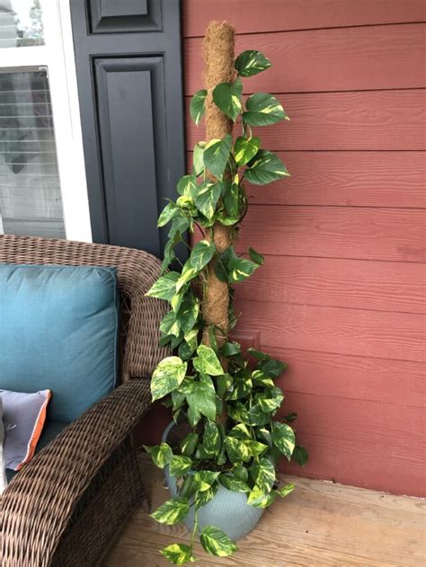 The Easiest Way To Propagate Pothos Plants From Cuttings