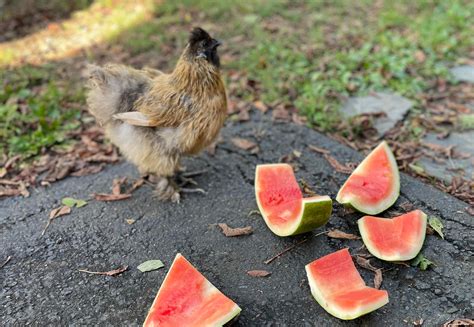 Early Bird Gets The 🍉 Rbackyardchickens