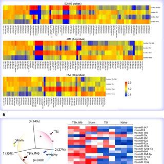 Agilent Microrna Microarray Analysis A Heatmaps Of Genome Wide Mirna