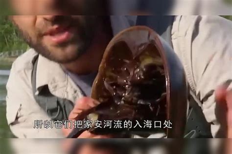 全球唯一的蓝血生物血液比黄金还贵如今被吃成二级保护动物 蓝血 黄金 血液