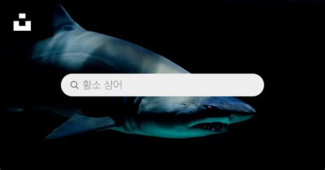 황소 상어 사진 Unsplash에서 무료 이미지 다운로드