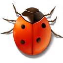 Bug Desktop Turns Black In Windows