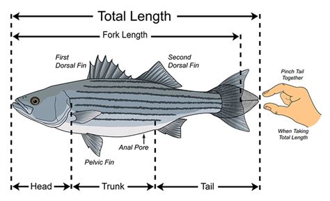 Fall 2022 Recreational Striped Bass Season Will Open Nov 1 In The