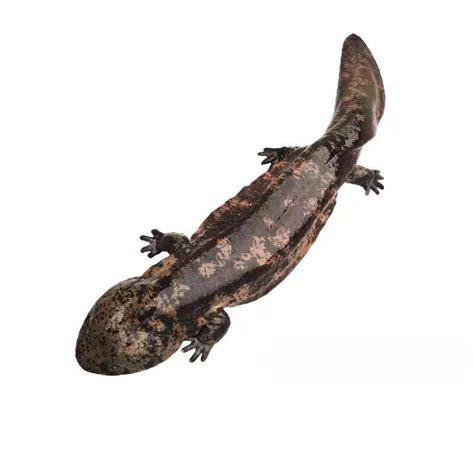 4斤一条养殖厂直供娃娃鱼鲜活食用活鱼大鲵苗水产淡水鱼顺丰包活 虎窝淘