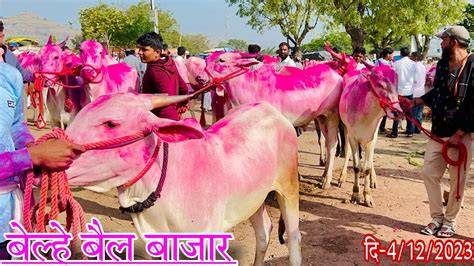 प्रसिद्ध बैल बाजार बेल्हे बैल बाजारbelhe Bail Bajarदि 4122023